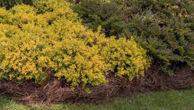 Touch of Gold Holly - Southern Living Plants