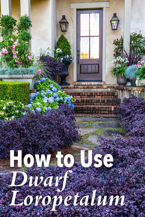 How to Use Purple Daydream Dwarf Loropetalum in the Landscape