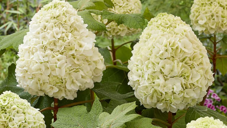 Tara™ Hydrangea - Southern Living Plants