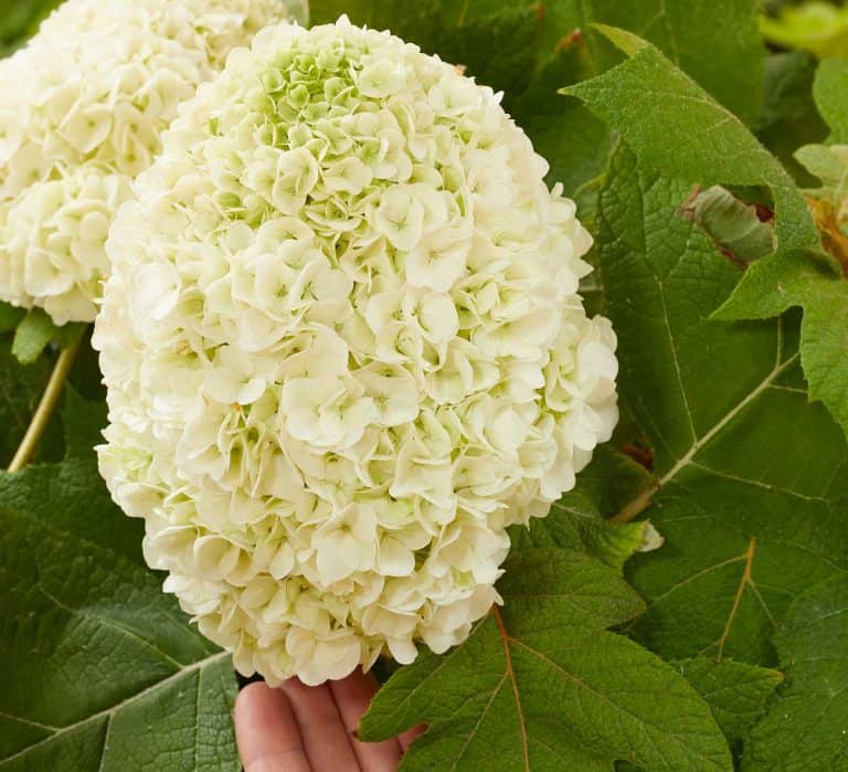 Tara™ Hydrangea - Southern Living Plants