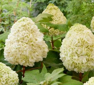 Tara™ Hydrangea - Southern Living Plants