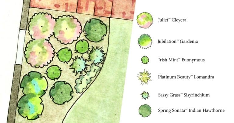 Harness the Versatility of Evergreen Shrubs with Cleyera