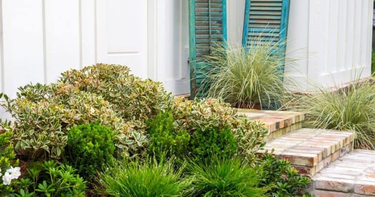 Harness the Versatility of Evergreen Shrubs with Cleyera