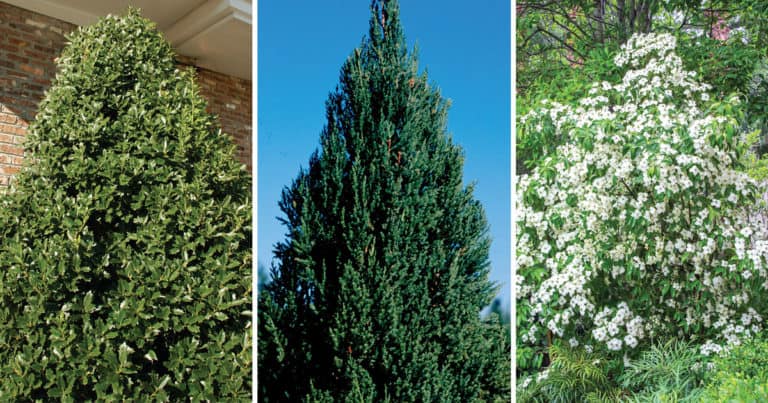 3 Steps to Planting Trees on a Slope