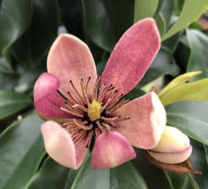 'Stellar Ruby' Magnolia