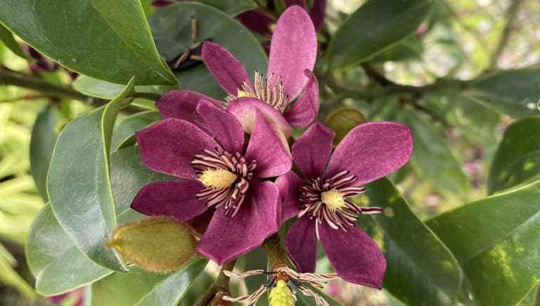 'Stellar Ruby' Magnolia