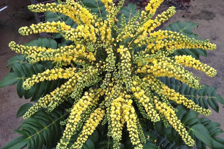Discover Marvel Mahonia with Jim Putnam - Southern Living Plants