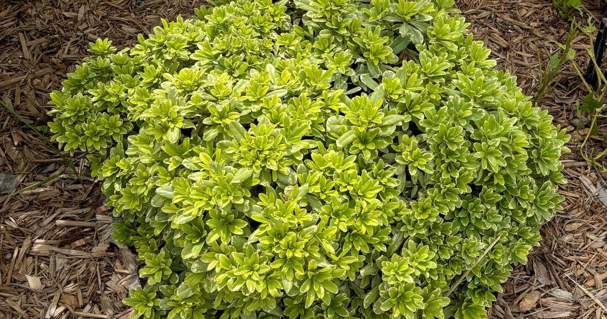 From Wind to Waves: 7 Plants That Can Weather (Most!) Hurricanes ...