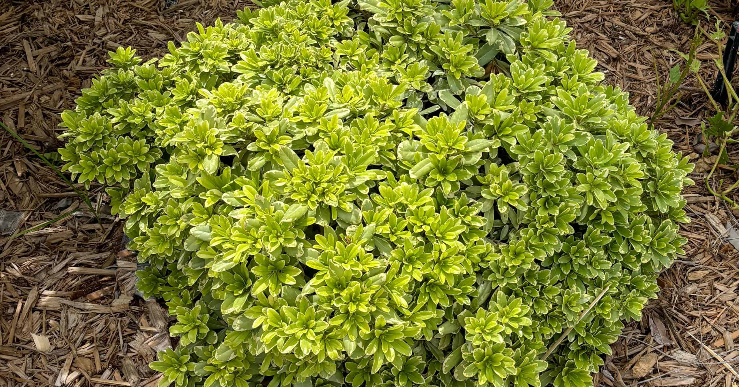 From Wind to Waves: 7 Plants That Can Weather (Most!) Hurricanes ...