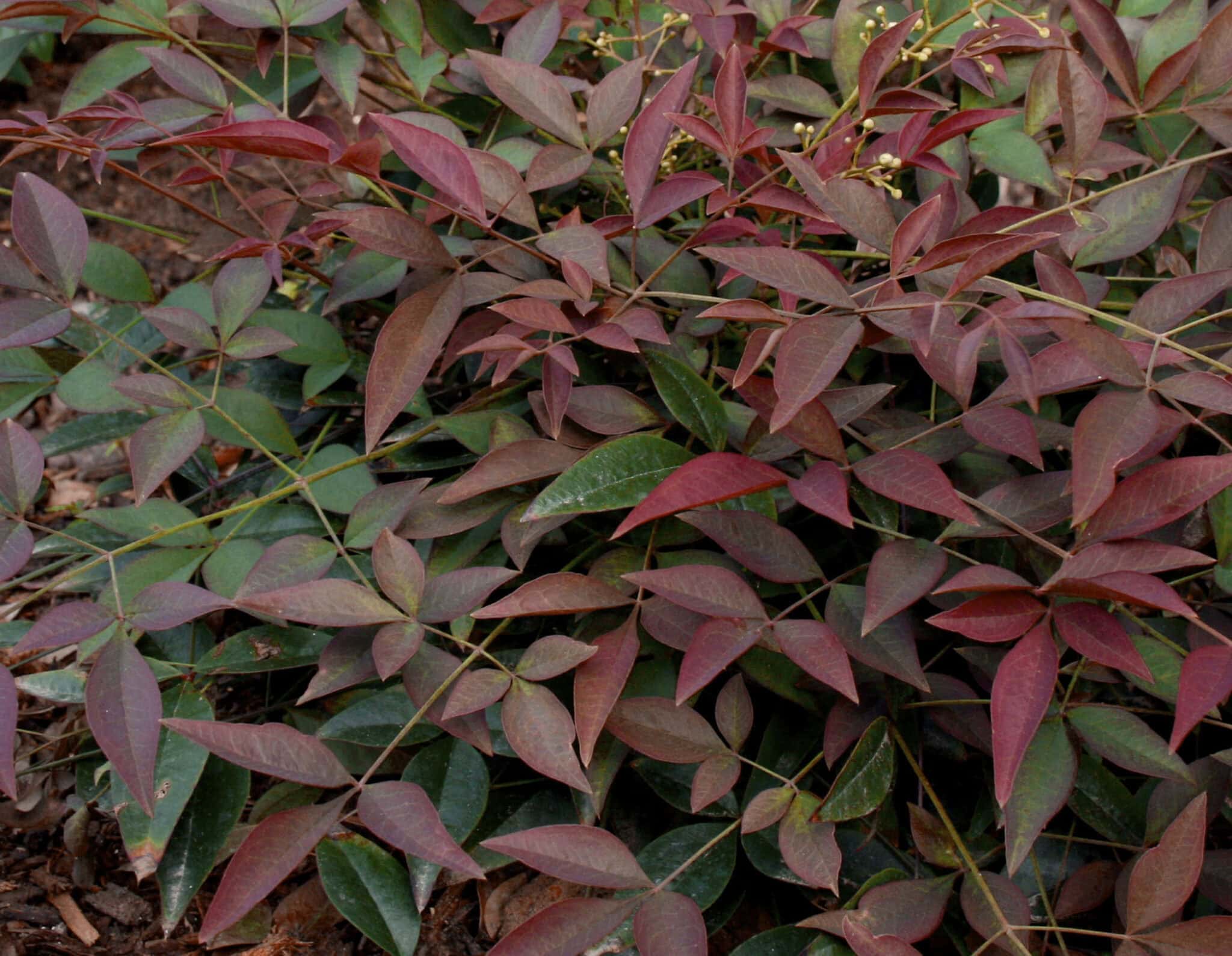 Nandina - Southern Living Plants