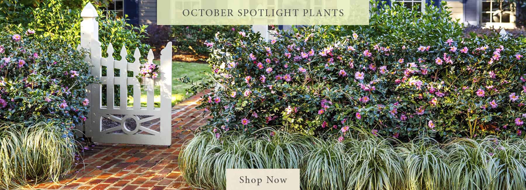 Southern Living Plants - Plants Selected For Southern Gardens