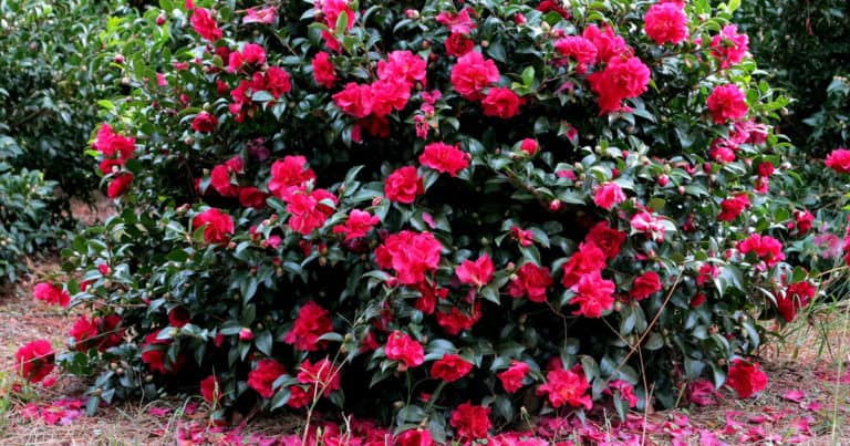 Captivating Combinations with October Magic® Ruby™ Camellia