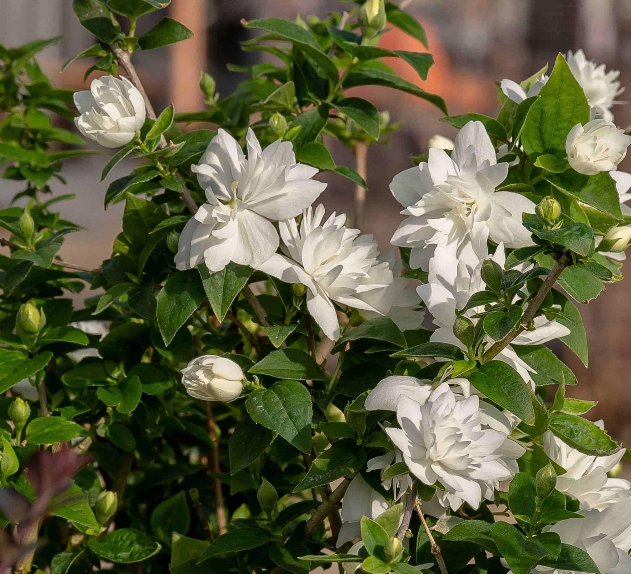 The Collection 13 - Southern Living Plants