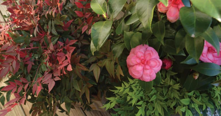 Plant Combinations: Lush and Lasting Late-Season Color