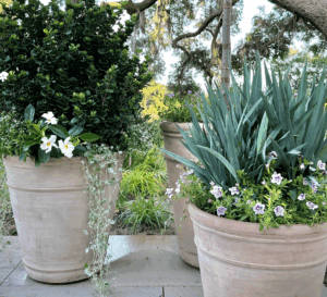 Southern Living Plants - Plants Selected For Southern Gardens