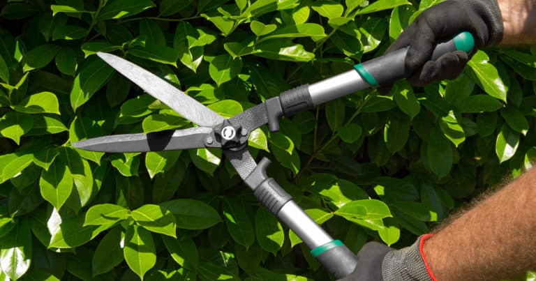 “Shape Up” Your Garden - Southern Living Plants