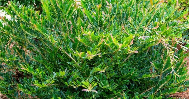 Distylium: The Best Landscape Plant You’ve Never Heard Of