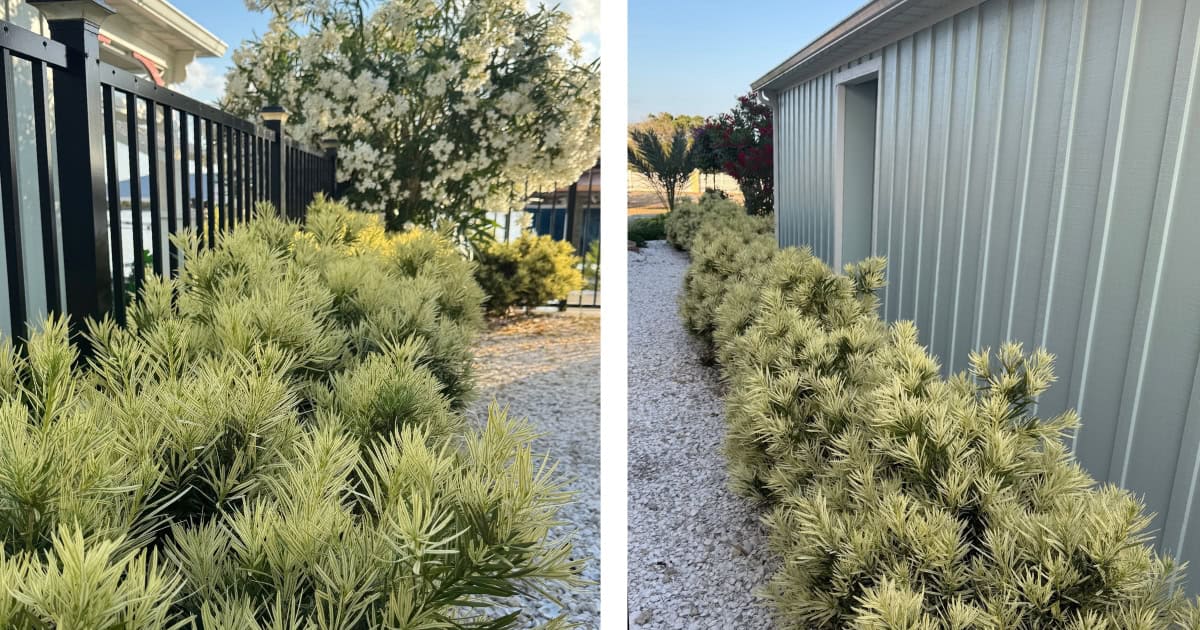 From Wind to Waves: 7 Plants That Can Weather (Most!) Hurricanes ...