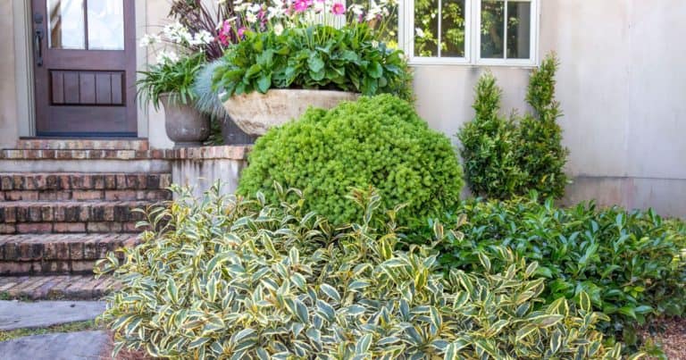 Harness the Versatility of Evergreen Shrubs with Cleyera