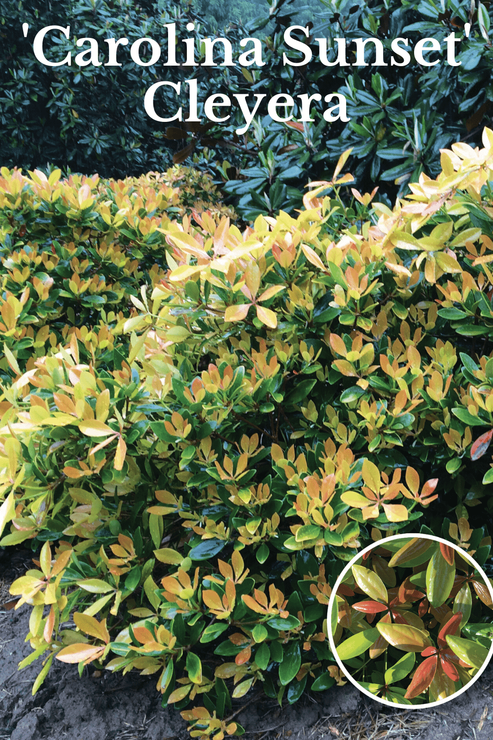 Romeo™ Cleyera - New from Southern Living