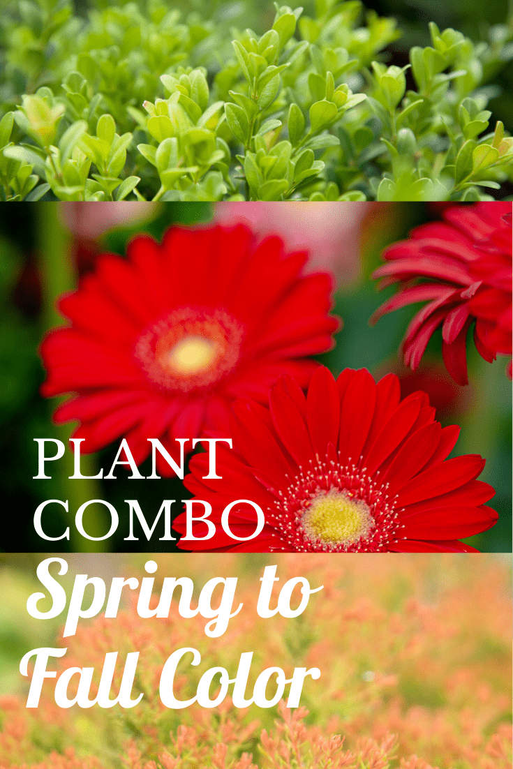 Plant Combinations: A Cheerful Sunny Trio - Southern Living Plants