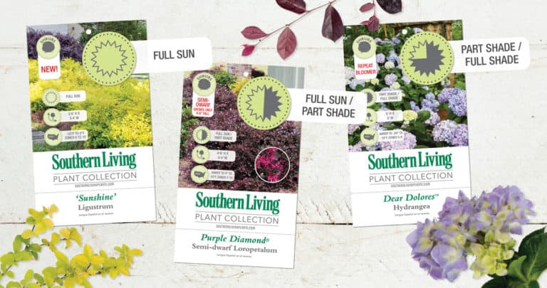 A Gardener's Guide to Sun Exposure - Southern Living Plants