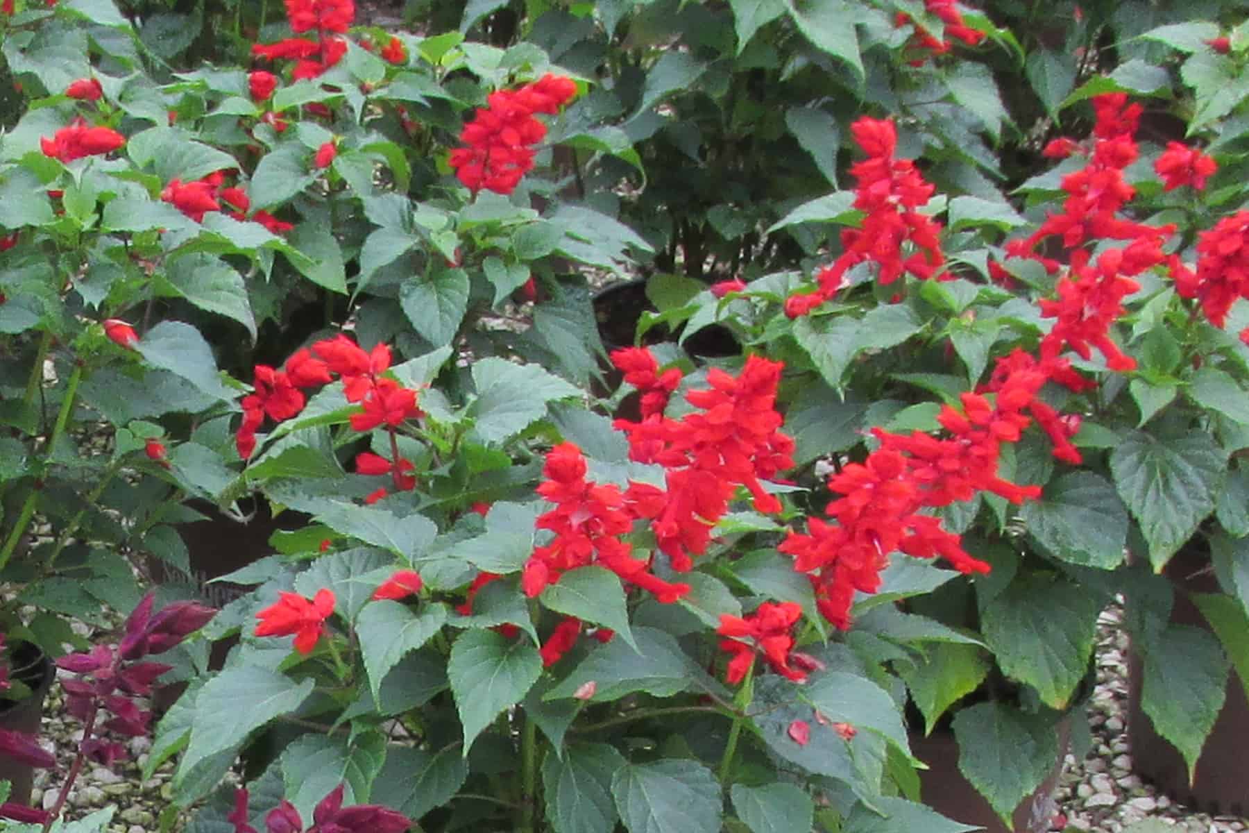 Saucy™ Red Salvia