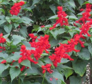 Saucy™ Red Salvia
