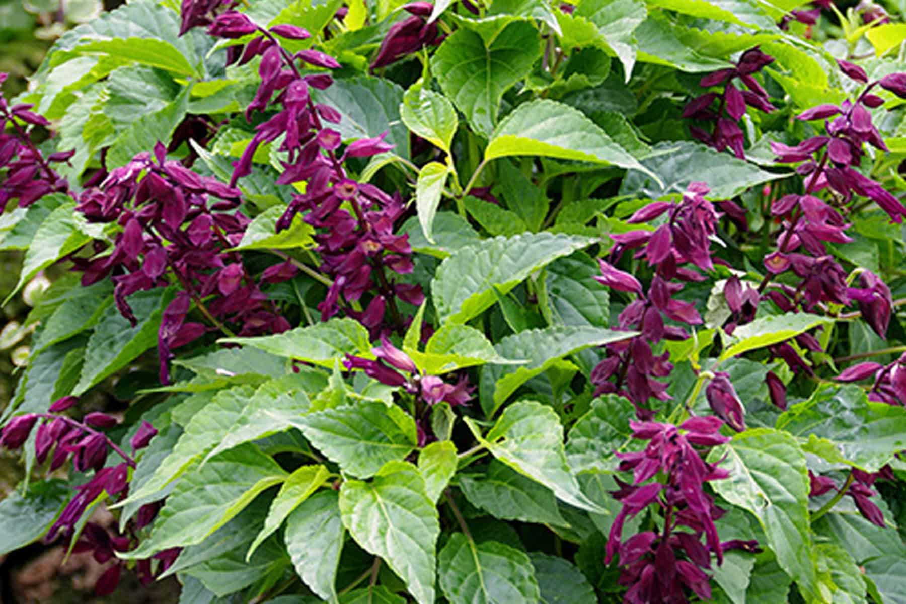 Saucy™ Wine Salvia