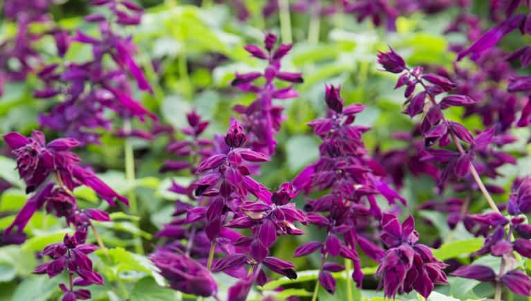 Saucy™ Wine Salvia - Southern Living Plants
