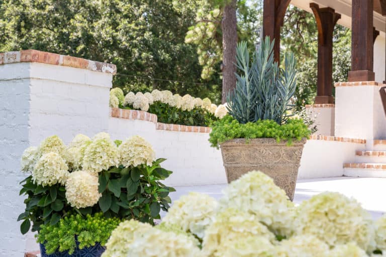 Skyscraper™ Senecio - Southern Living Plants