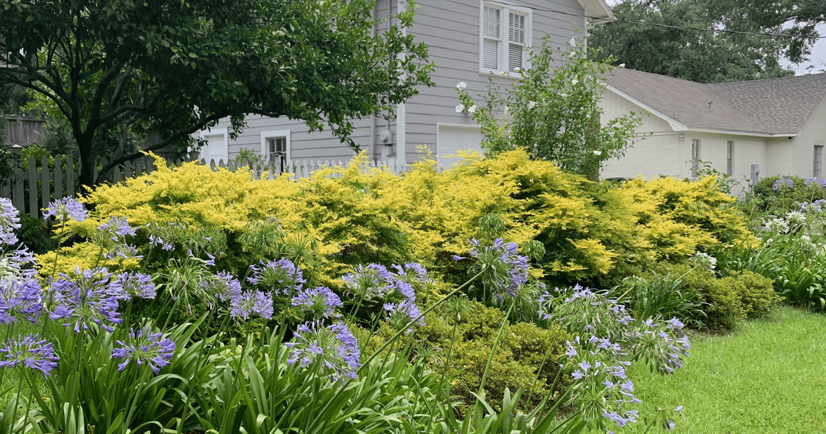 Sunshine Ligustrum FAQs | Care, Pruning, Spacing & Leaf Drop