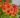 Bells of Fire™ Tecoma - Southern Living Plants