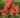 Cape Town™ Pink Tecomaria - Southern Living Plants