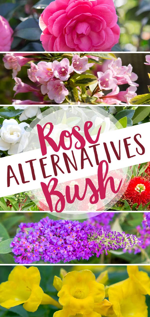 They’re just as sweet! Alternatives to Rose Bushes