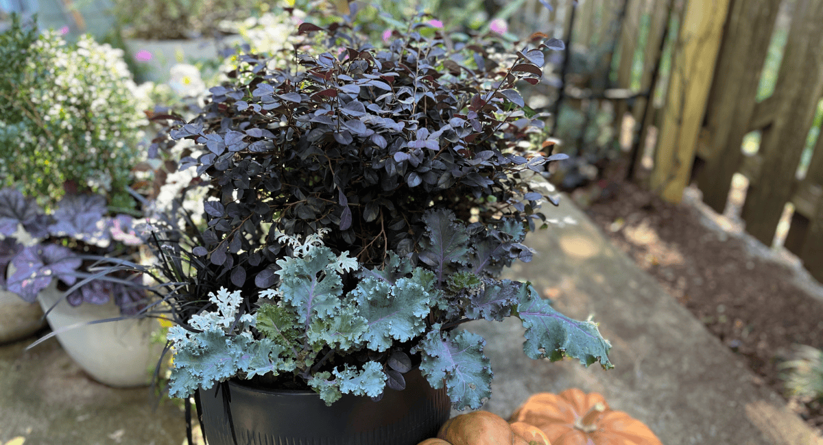 How to Grow a Goth Garden With Southern Charm