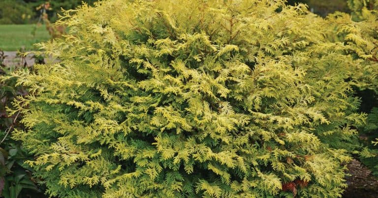 10 Golden Plants That Love Full Sun - Southern Living Plants
