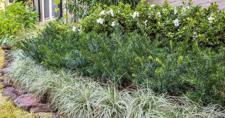 Yewtopia® Plum Yew - Southern Living Plants