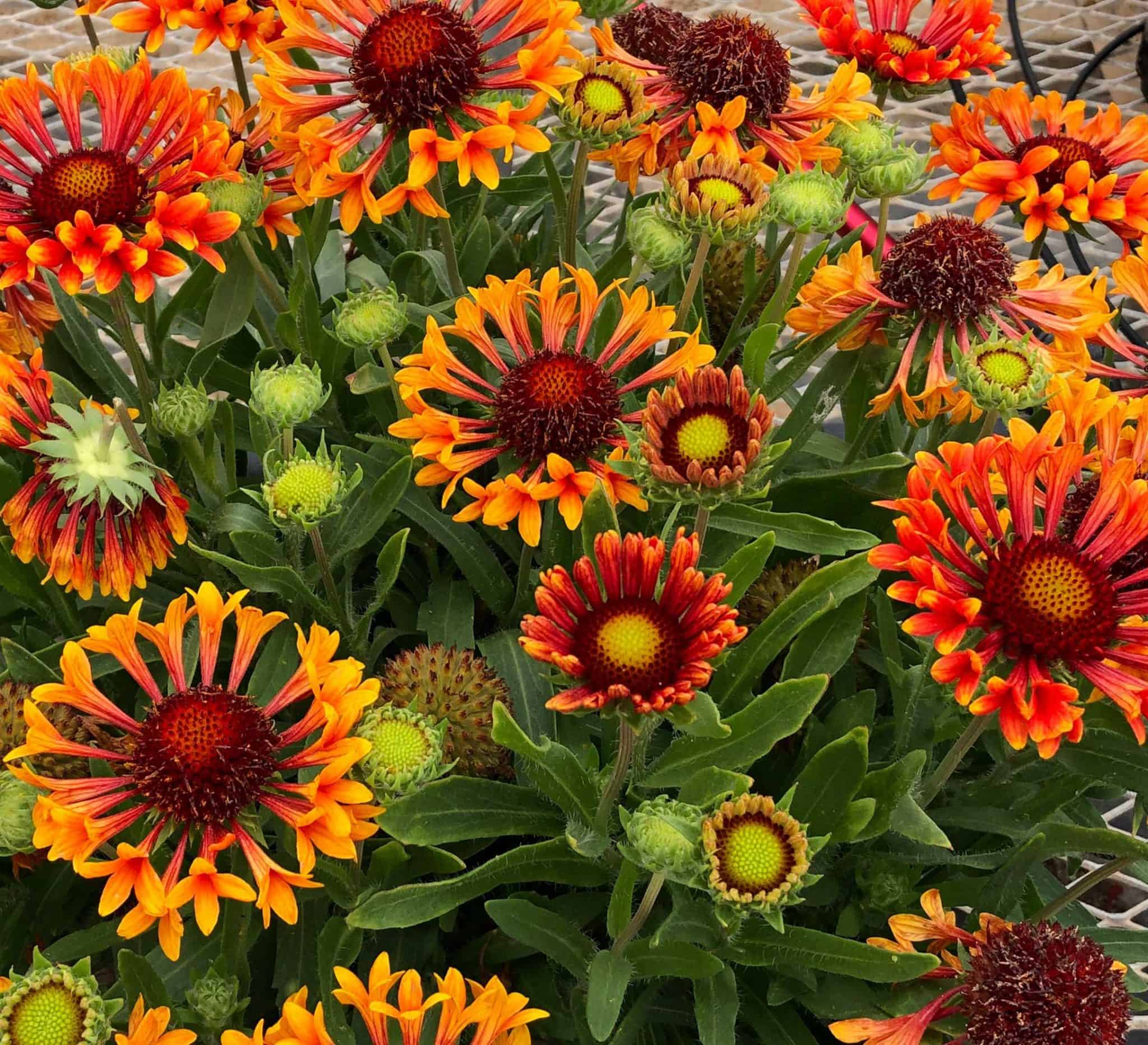 Preview – Southern Living Plants