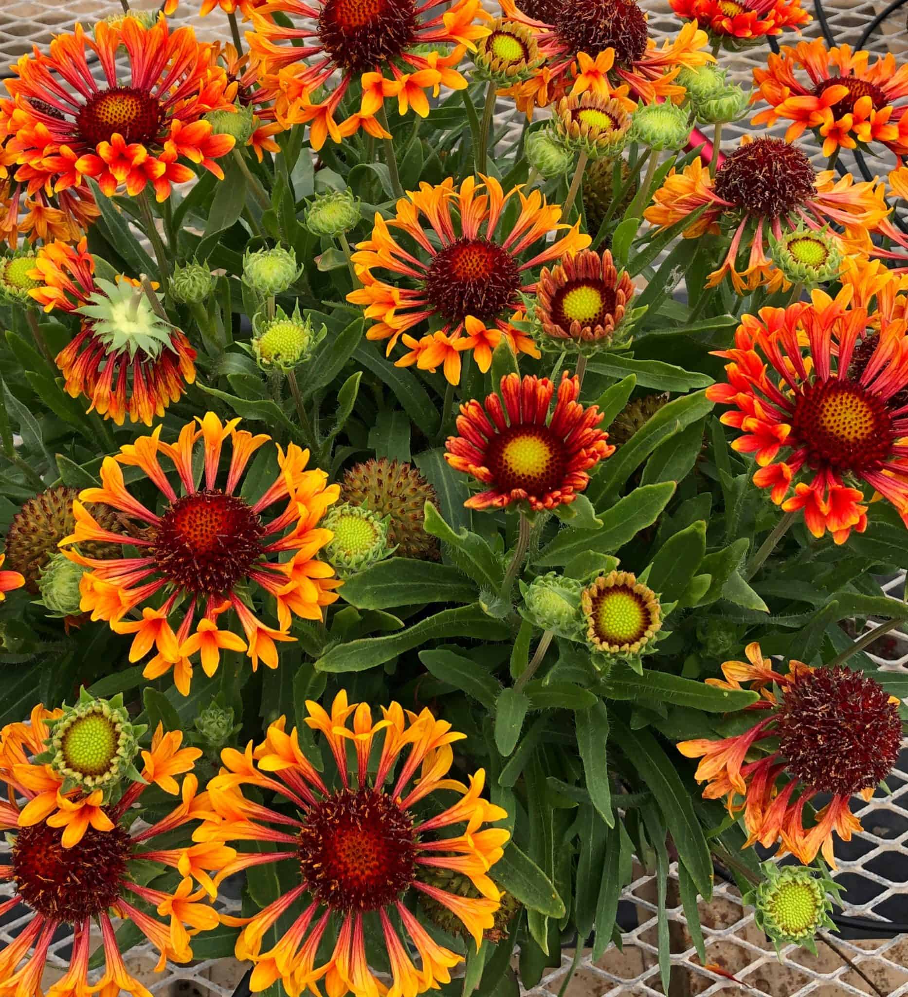 REALFLOR® Fanfare Amber Glow Gaillardia - Southern Living Plants