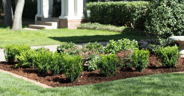 Baby Gem™ Boxwood - Southern Living Plants