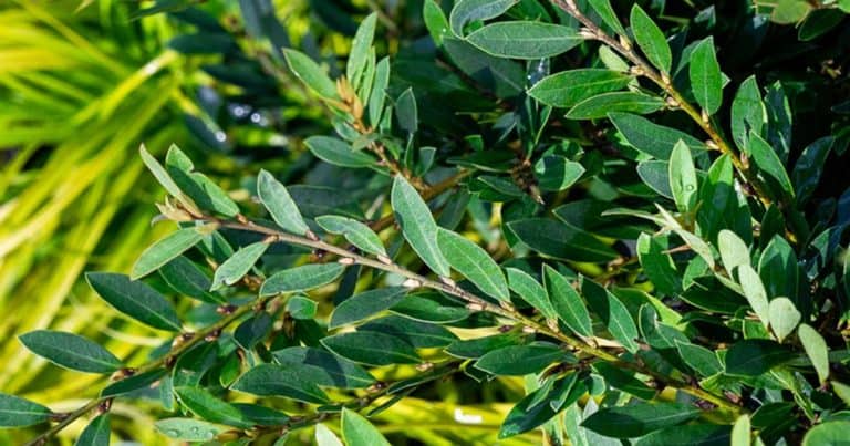 Distylium: The Best Landscape Plant You’ve Never Heard Of