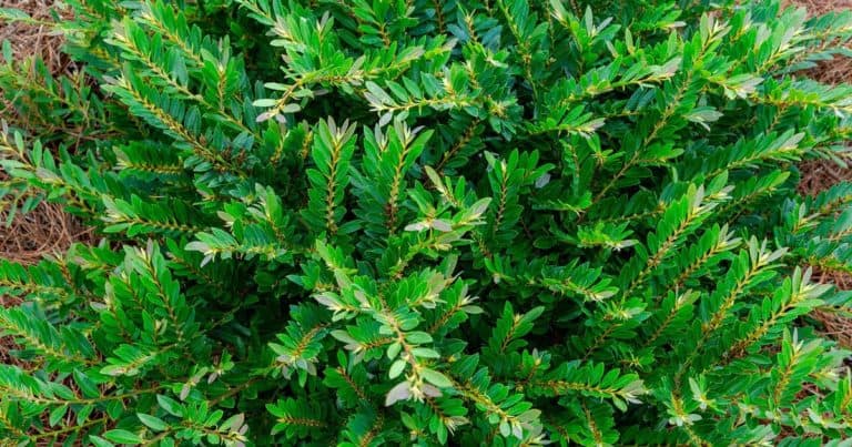 Distylium: The Best Landscape Plant You’ve Never Heard Of