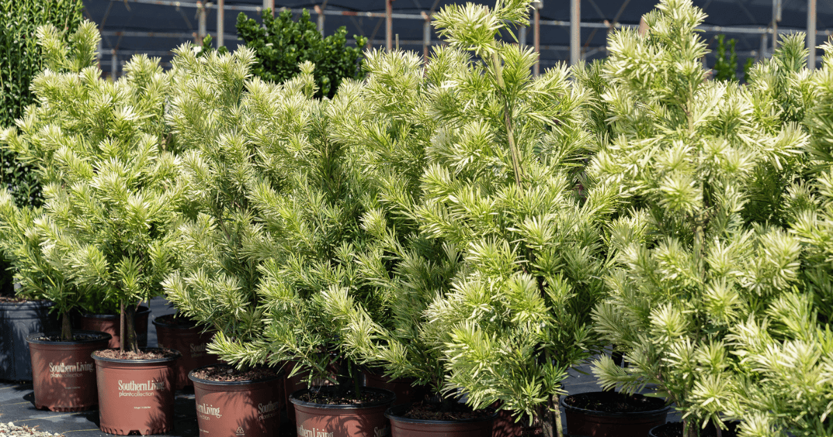 Southern Living® Podocarpus - Southern Living Plants