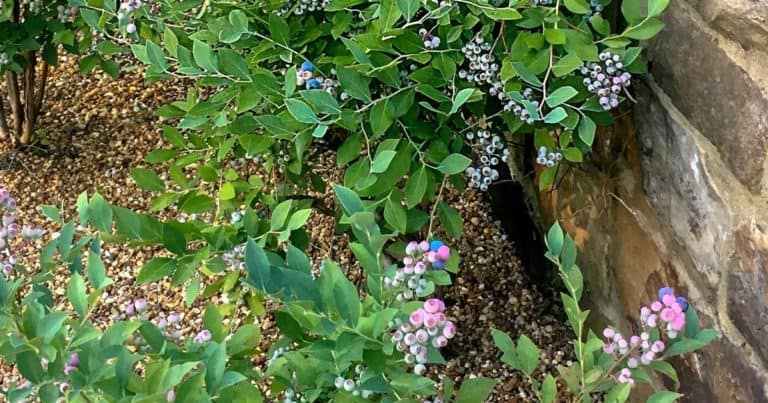 When and Where to Apply Mulch for Cold Weather