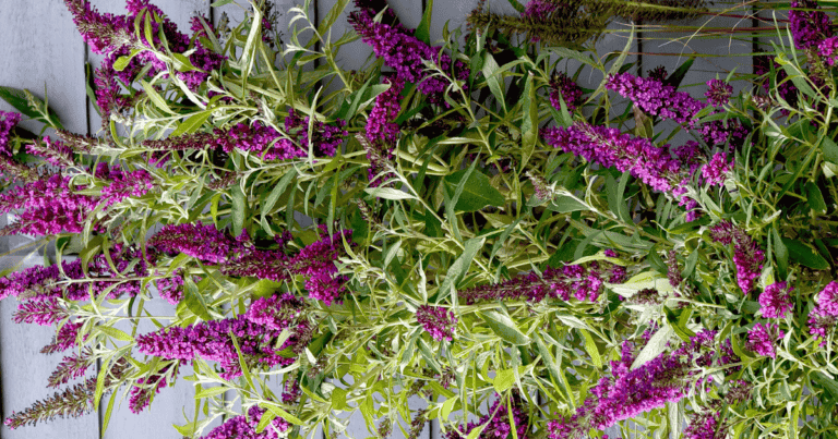 Butterfly Towers™ Magenta Buddleia - Southern Living Plants
