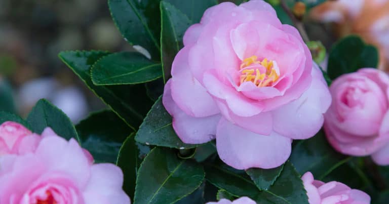 Light Pink Shi Shi™ Camellia | Southern Living Plants
