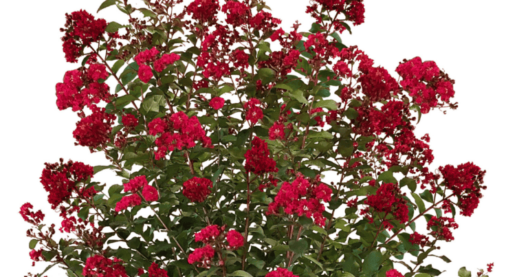 Colorama™ Scarlet Crapemyrtle - Southern Living Plants