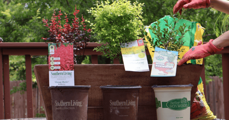 Container Planting Trios: A Guide to a Vibrant, Year-Round Display ...