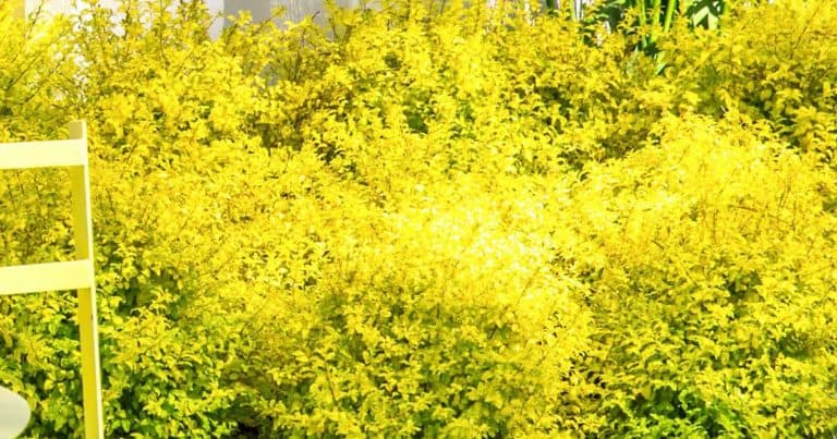 10 Golden Plants That Love Full Sun - Southern Living Plants